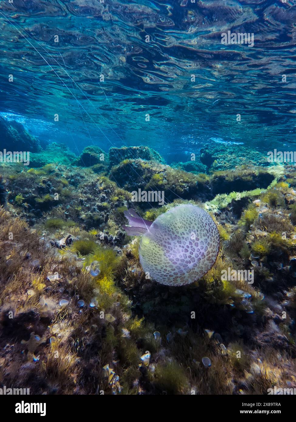 Close-up of Pelagia noctiluca which is a jellyfish from the family ...