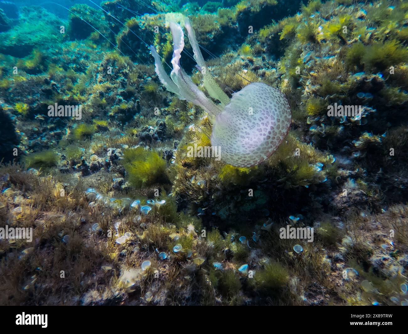 Pelagia noctiluca is a jellyfish in the family Pelagiidae also know as ...