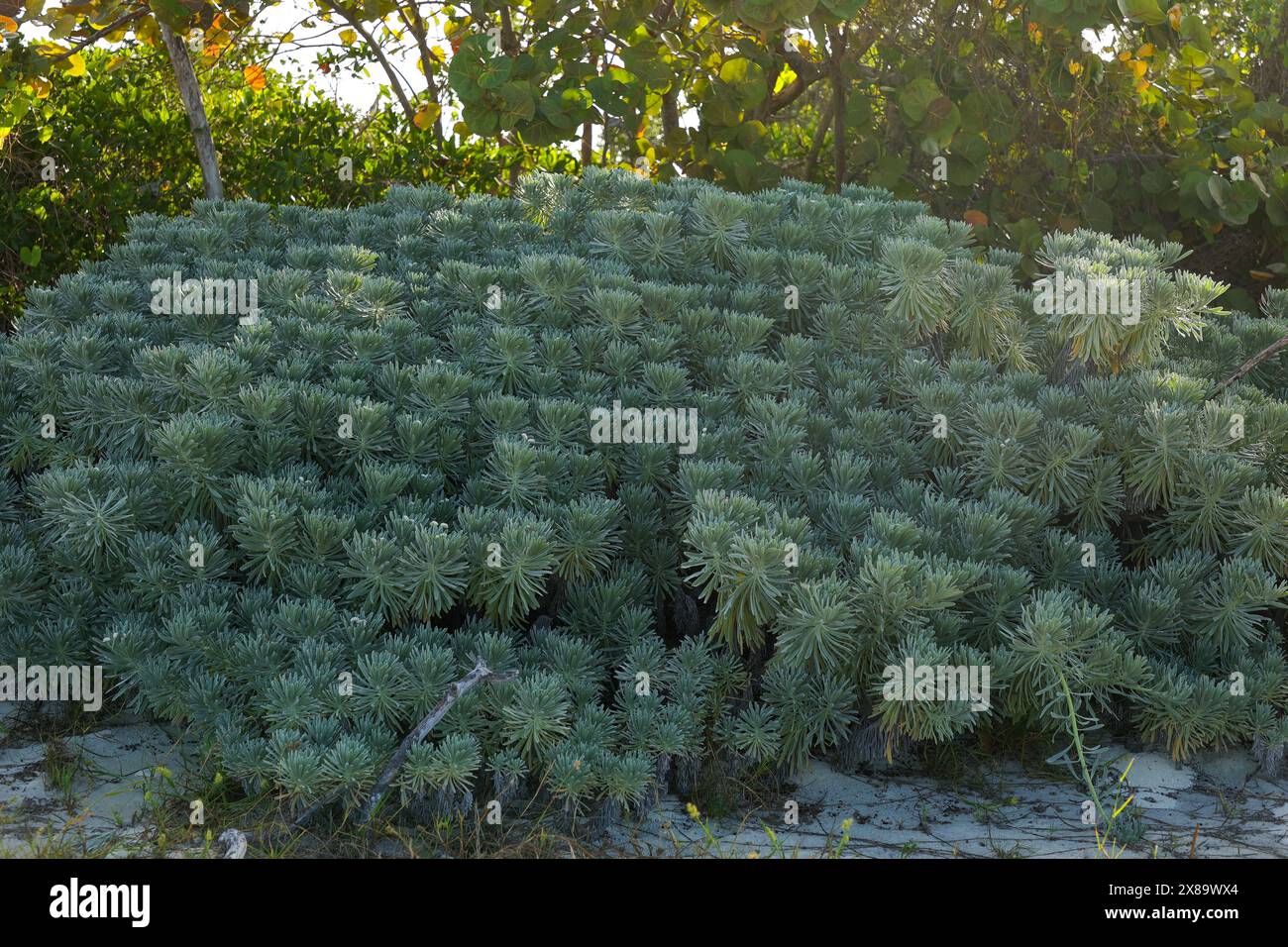 Tropical plant leaves bush shrub green tree on tree background, bush on ...