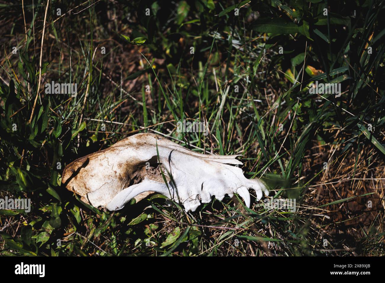 A white animal bone is laying on the ground in a grassy field. The bone ...