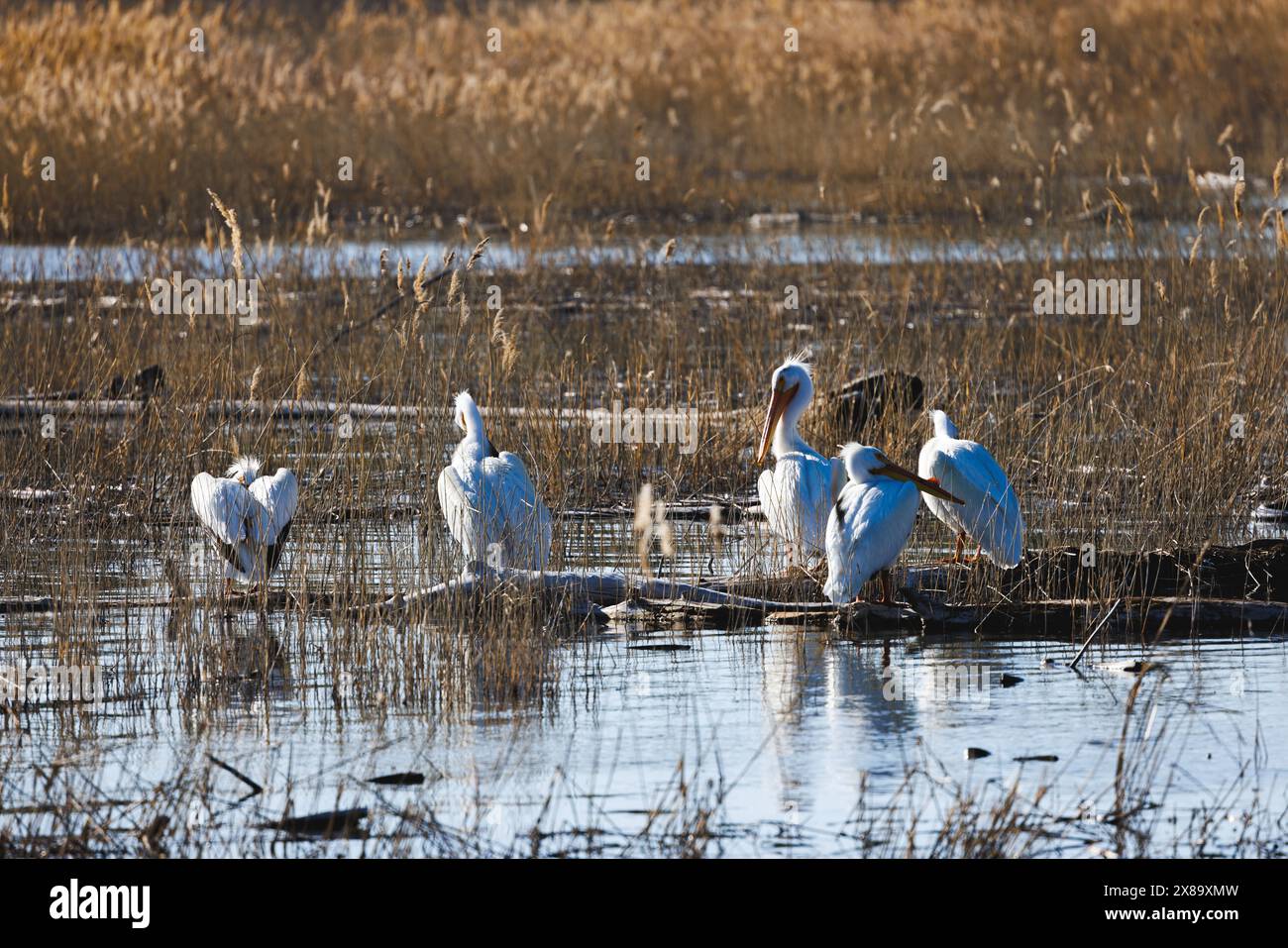 Group ibis birds standing hi-res stock photography and images - Alamy