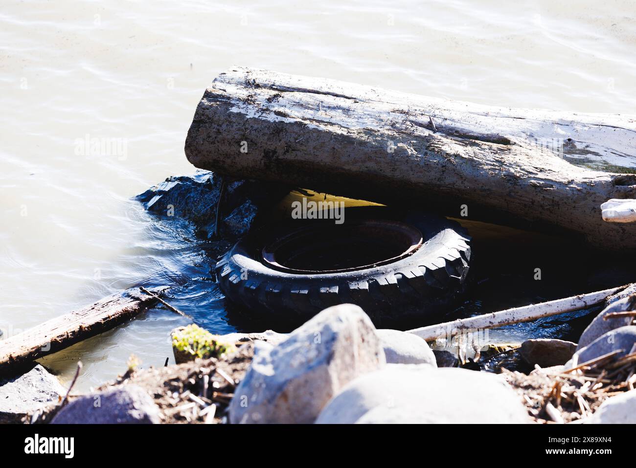A tire is floating in the water next to a log. The tire is dirty and ...