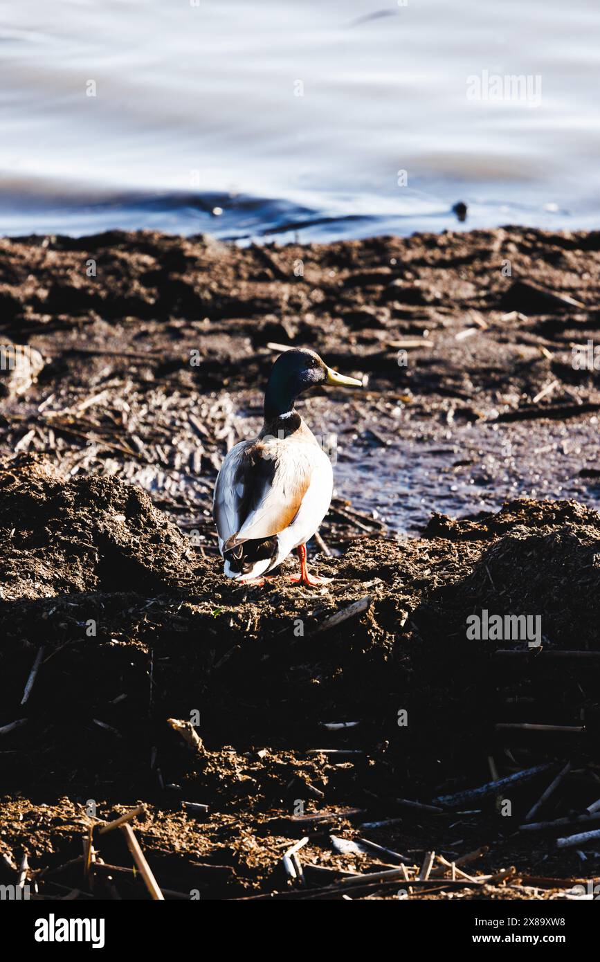 A duck is standing on a muddy shore. The duck is looking to the left ...
