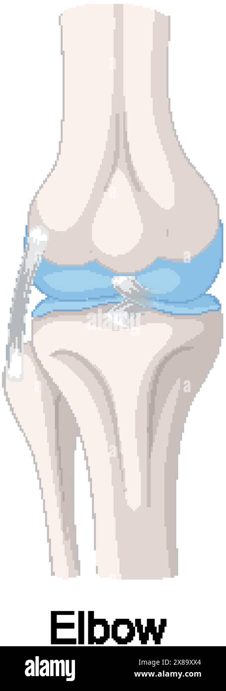 Musculoskeletal structure Stock Vector Images - Alamy