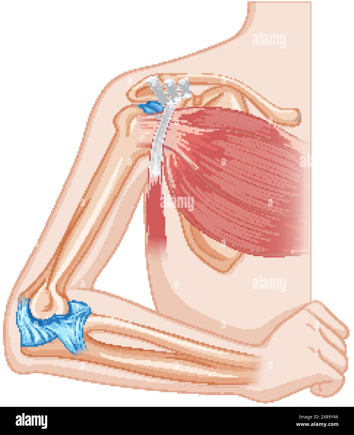 Detailed vector of elbow bone and muscles Stock Vector Image & Art - Alamy