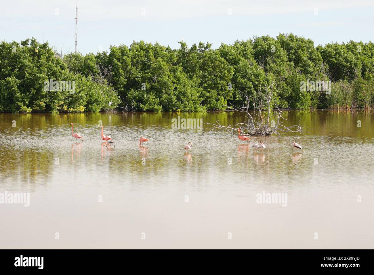 Flamingos, Maya Coco wildlife. Flock of bird in the river sea water ...