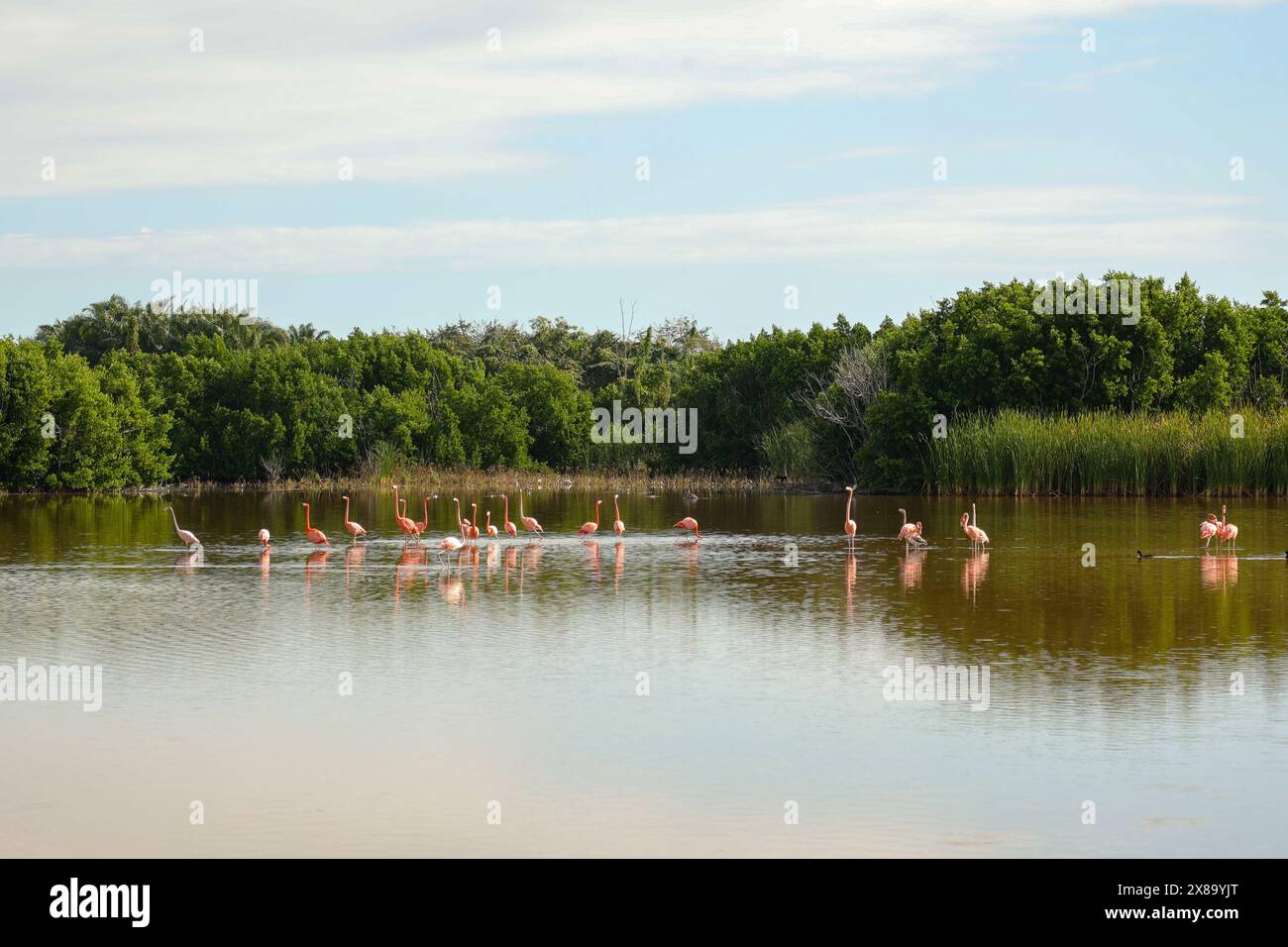 Flamingos, Maya Coco wildlife. Flock of bird in the river sea water ...