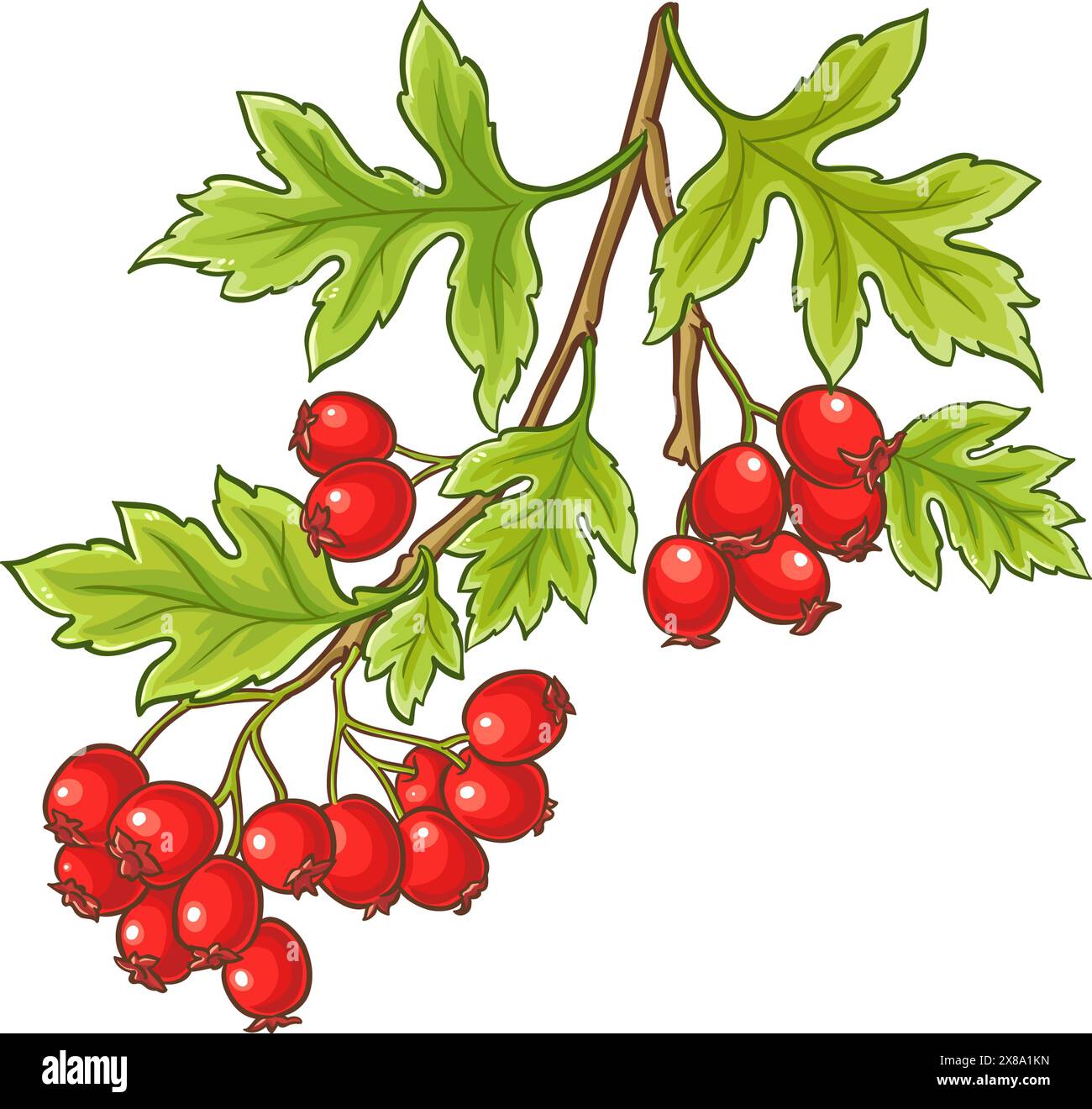 Hawthorn Branch Colored Detailed Illustration Stock Vector Image & Art ...
