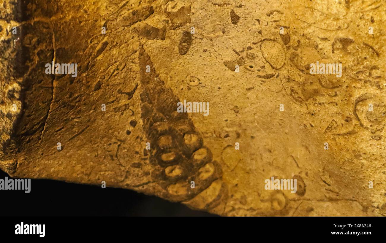 Gastropod Fossil Carving Inside the Arwah Caves, Cherrapunji, Meghalaya ...