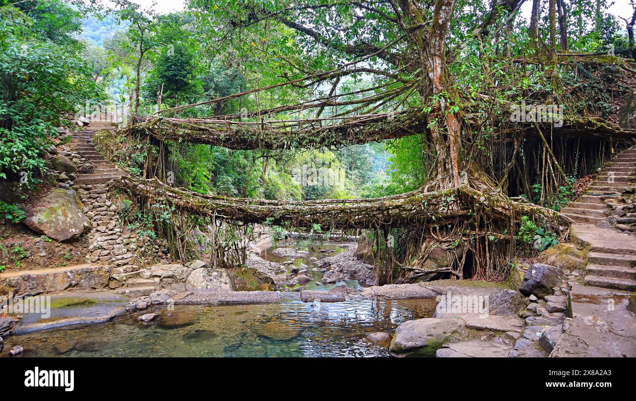 View of natural two storied living Root Bridge Near Cherrapunji ...