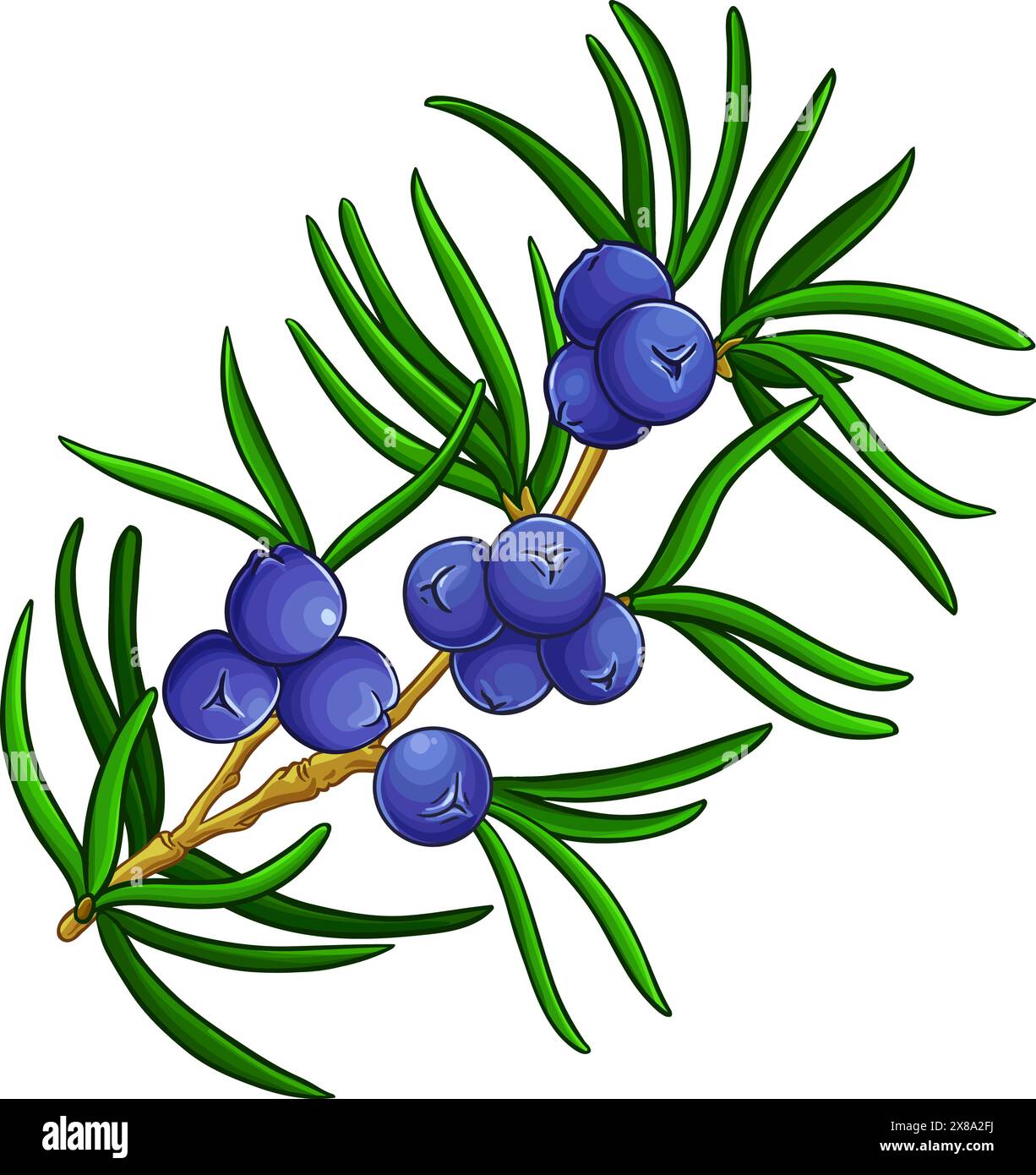 Juniper Branch Colored Detailed Illustration Stock Vector Image & Art ...