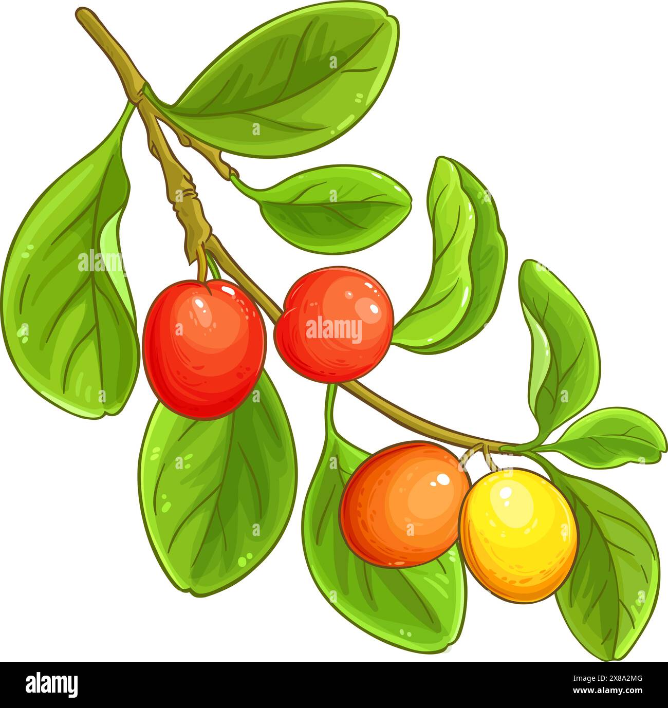 Ximenia Branch Colored Detailed Illustration Stock Vector Image & Art ...
