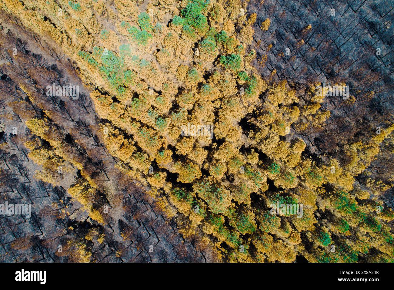 aerial top view of a burnt pine forest after a forest fire Stock Photo ...