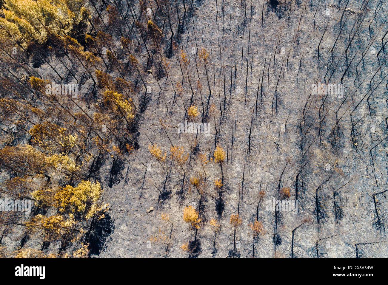 aerial drone view of a dead forest after fire. Burnt pine trees after a ...