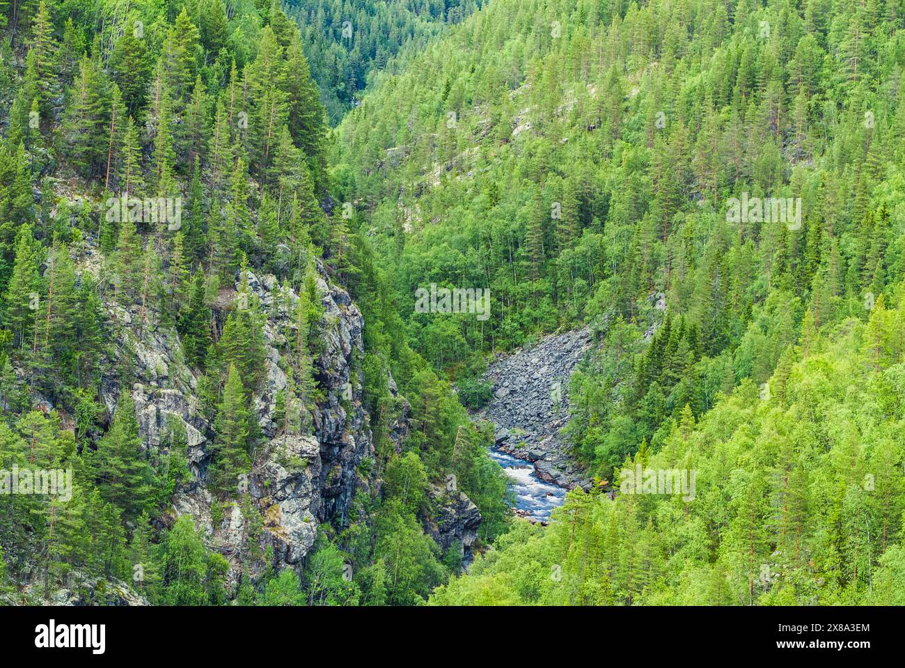 A river meanders through a dense forest filled with vibrant green ...