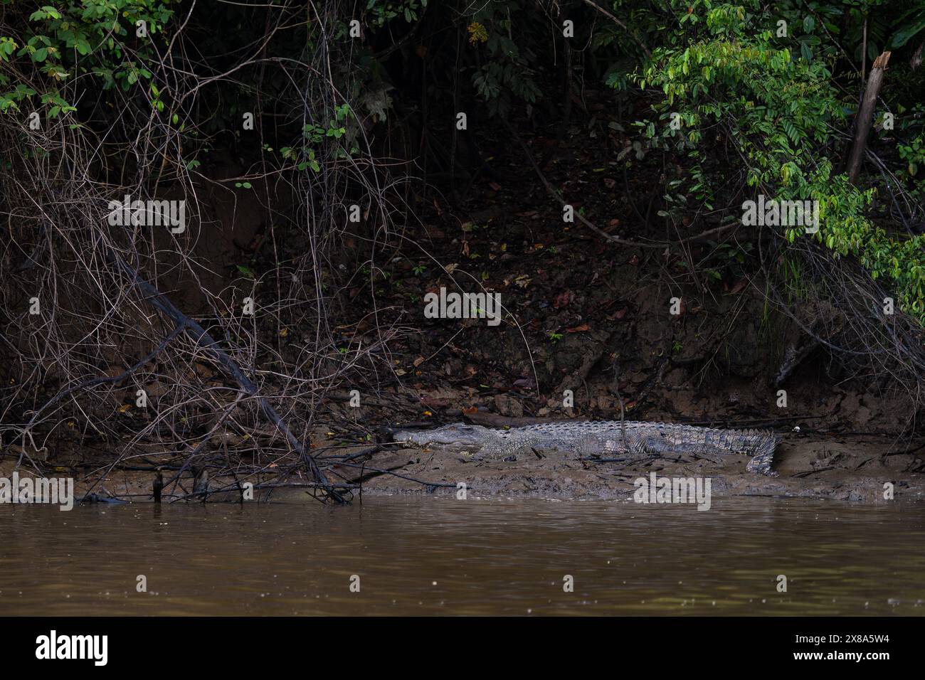 Salt-water Crocodile - Crocodylus porosus, large dangerous crocodile ...
