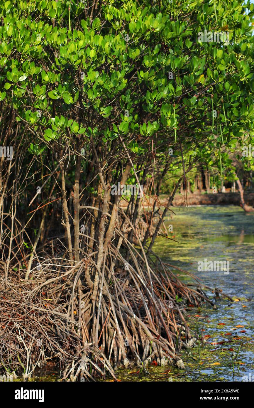 mangrove trees with dense roots in conservation forests Stock Photo - Alamy