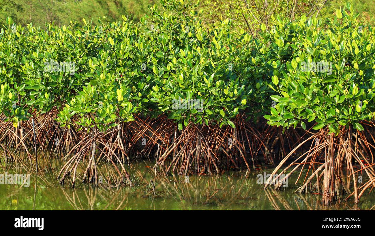 mangrove trees with dense roots in conservation forests Stock Photo - Alamy