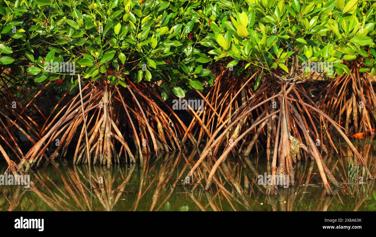 Root mangrove trees in hi-res stock photography and images - Alamy