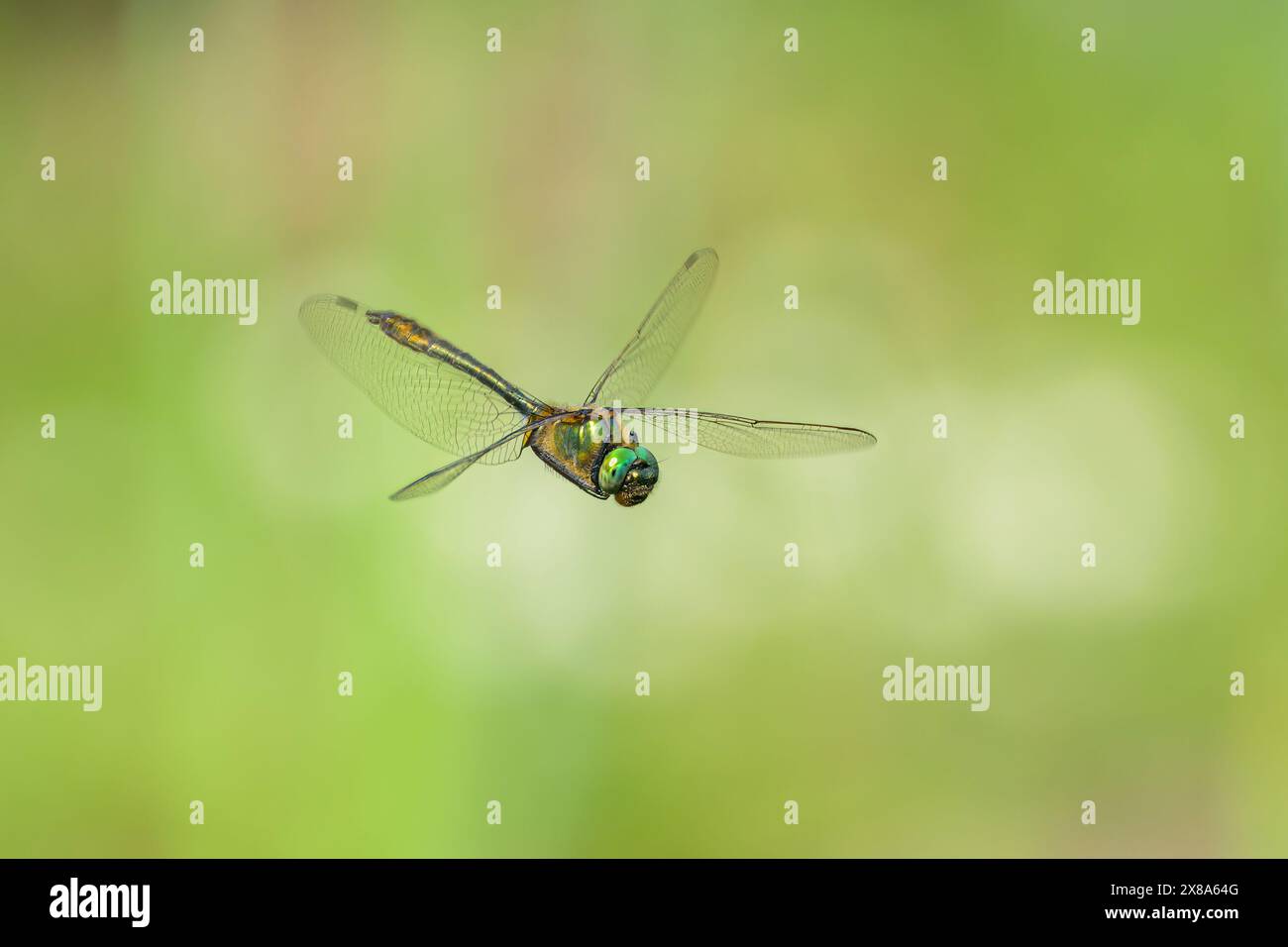 Cordulia aenea flying hi-res stock photography and images - Alamy