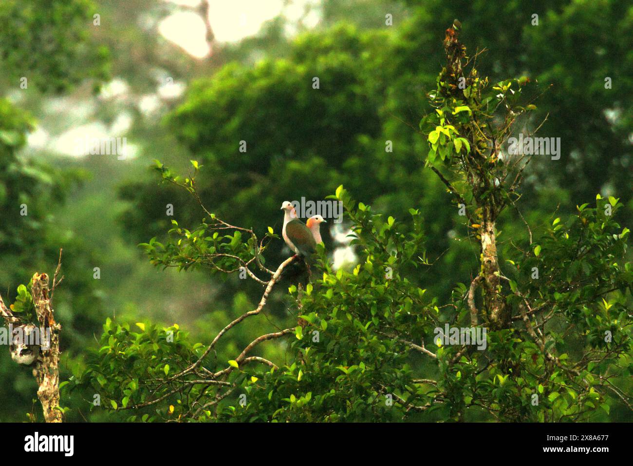 A pair of green imperial pigeon (Ducula aenea) on a tree-top at the ...