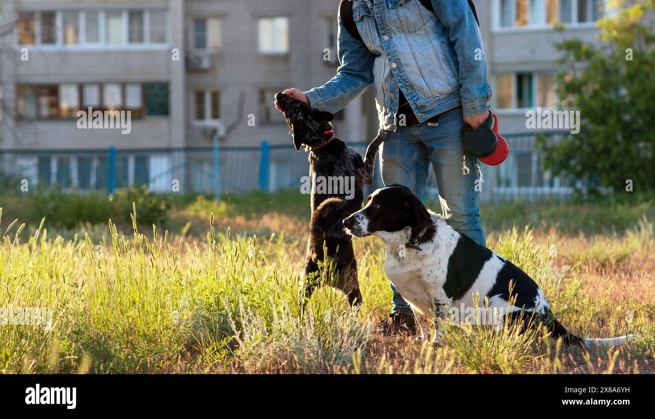 Man training two dogs in a grassy urban park Stock Photo - Alamy
