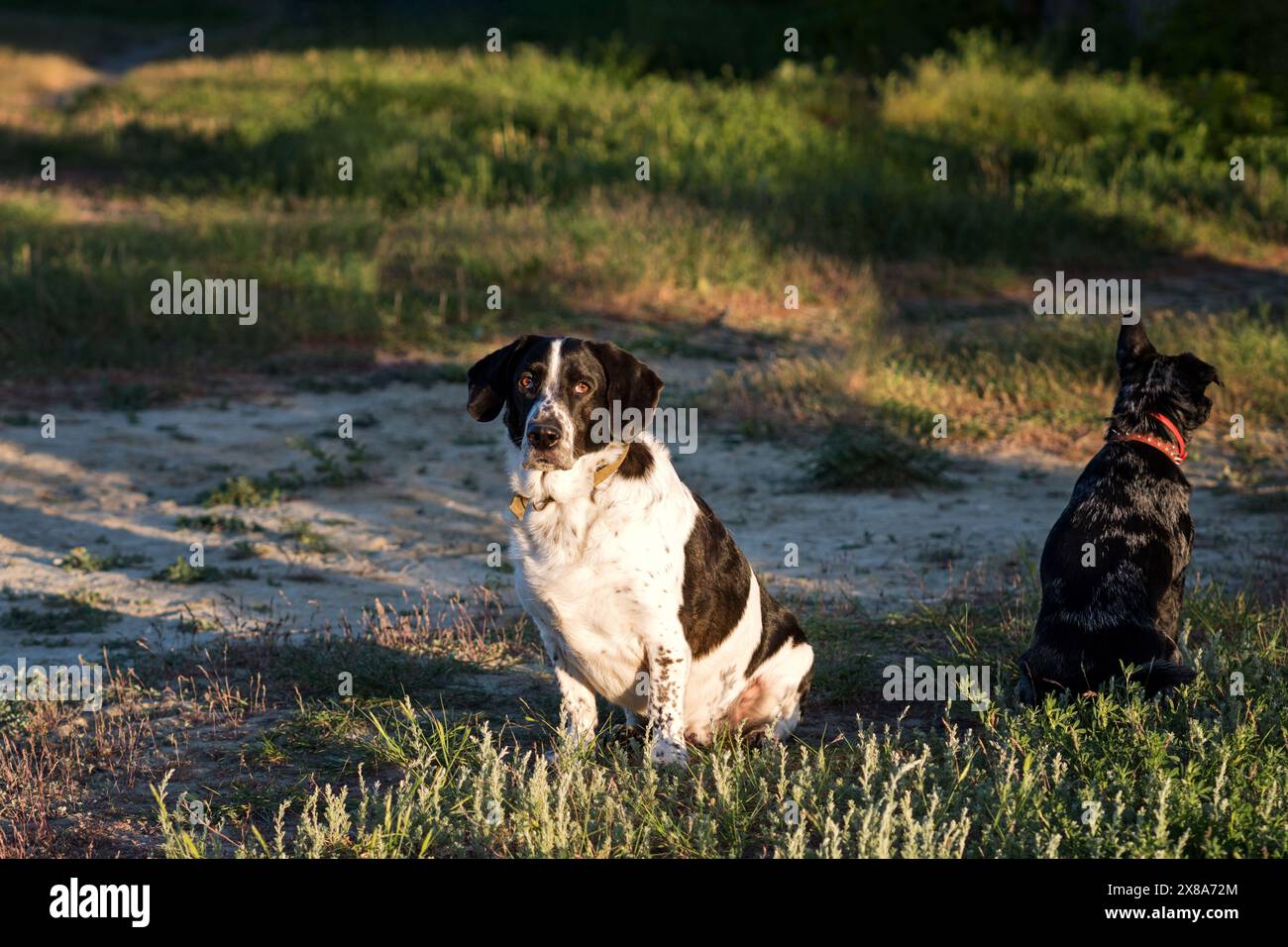 Animal training techniques hi-res stock photography and images - Alamy