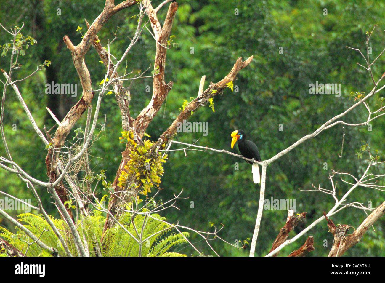A knobbed hornbill (Rhyticeros cassidix) female perches on a tree-top ...