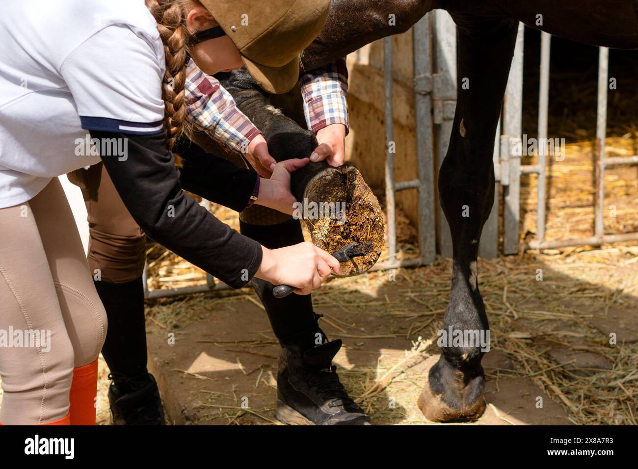 A young girl cleans a horse's hoof under the supervision of an ...