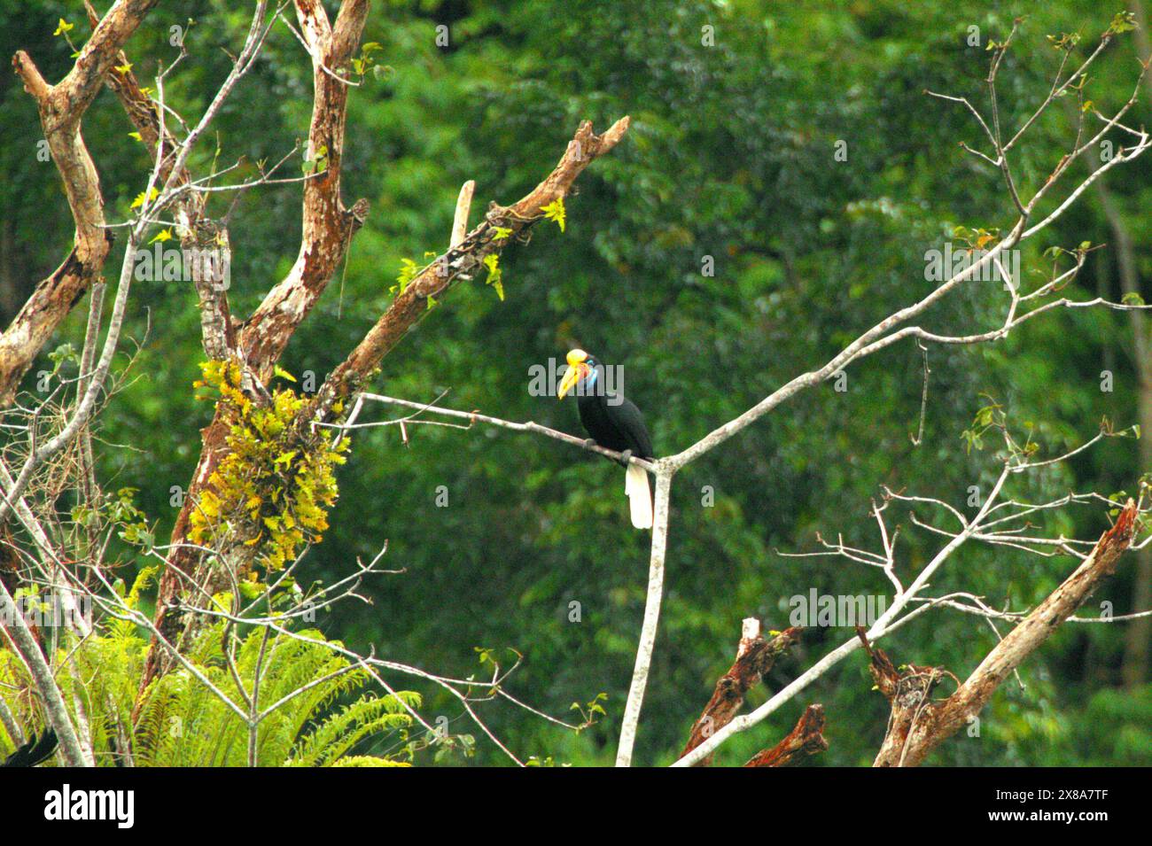 A knobbed hornbill (Rhyticeros cassidix) female perches on a tree-top ...