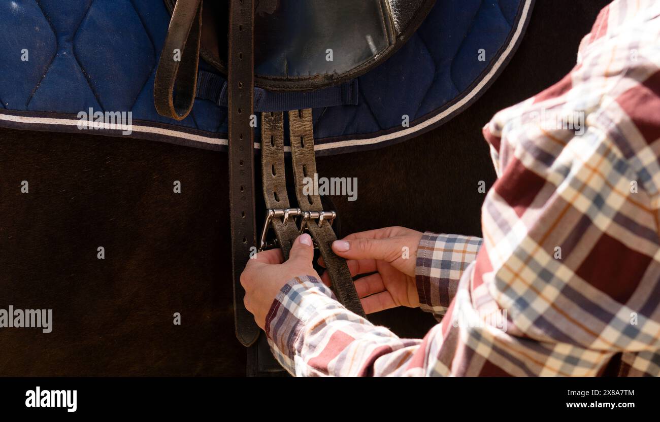 Close-up of hands adjusting saddle straps on a horse. Equestrian ...