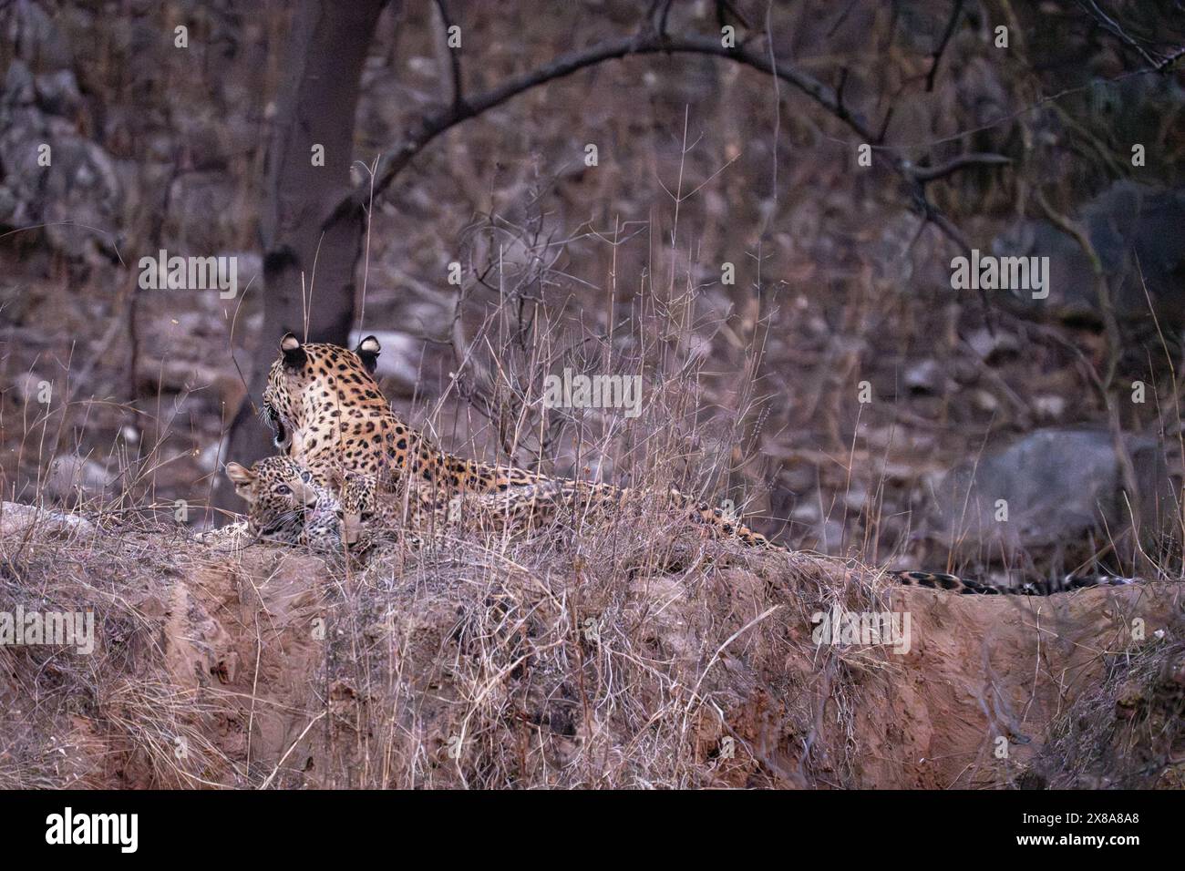 Indian leopard (Panthera pardus fusca) mother and cubs in jhalana ...