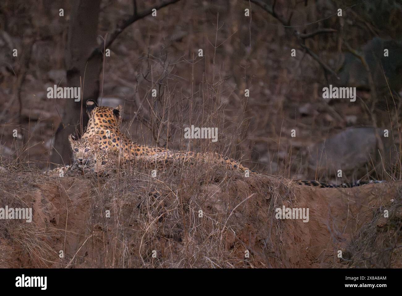 Indian leopard (Panthera pardus fusca) mother and cubs in jhalana ...