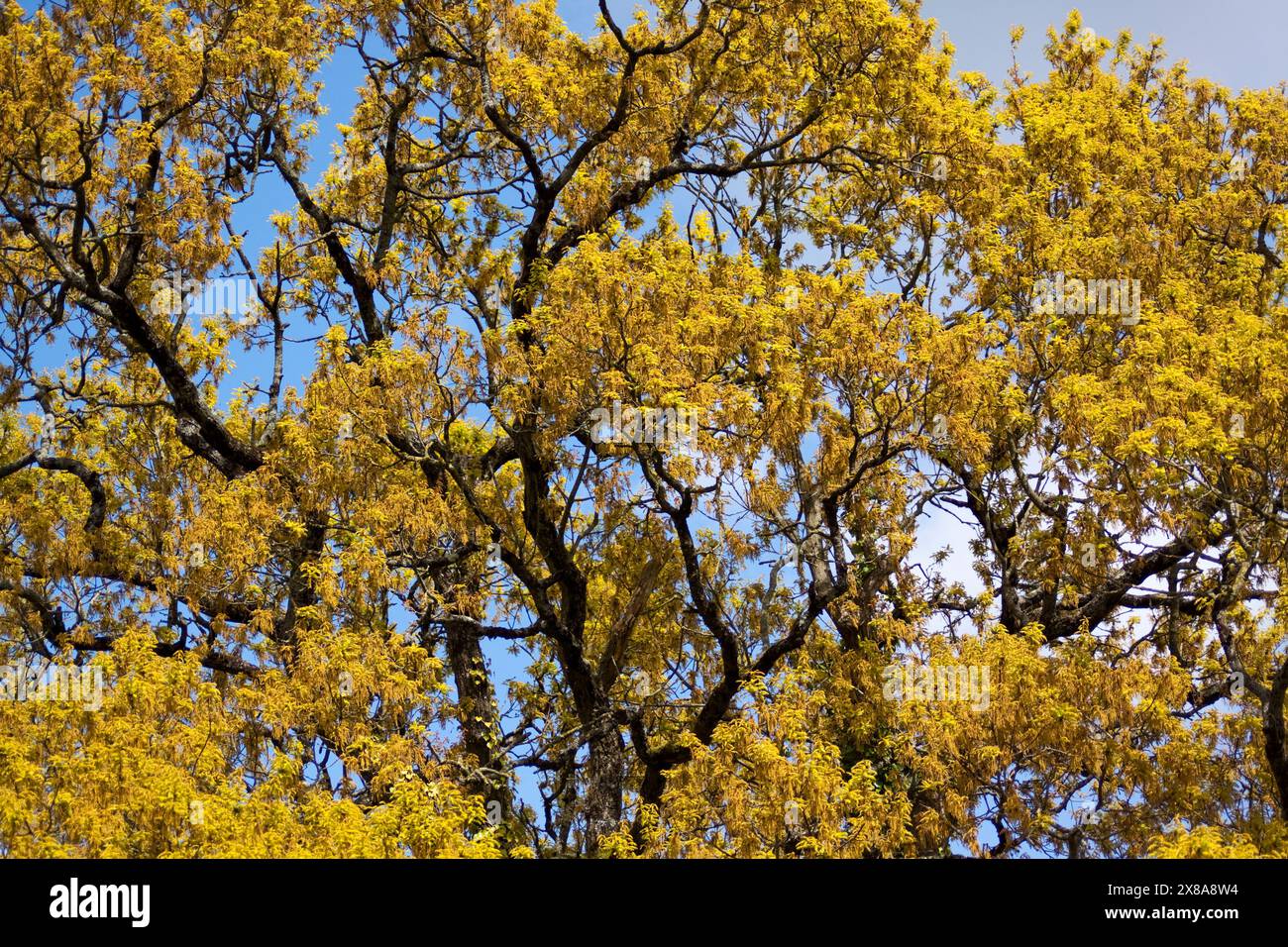 Oak Tree (quercus robur) in full bloom in the Spring Chard Somerset ...