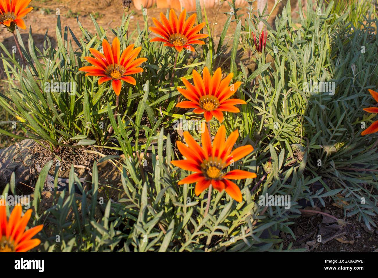 Gazania reigns, sometimes called treasure flower, is a species of ...
