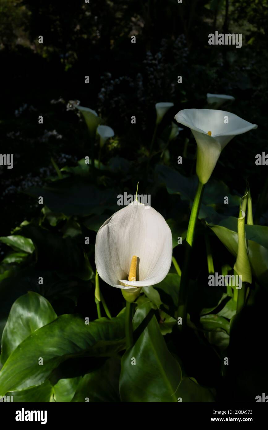 Zantedeschia aethiopica Calla Arum Lilly Plant. growing in a garden in ...