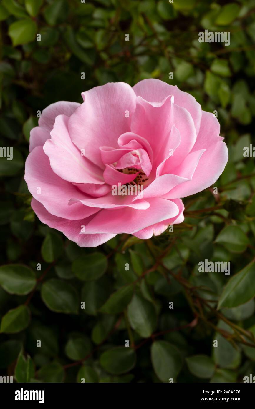 Ground cover procumbent rose Surrey growing in a garden in the UK Stock ...