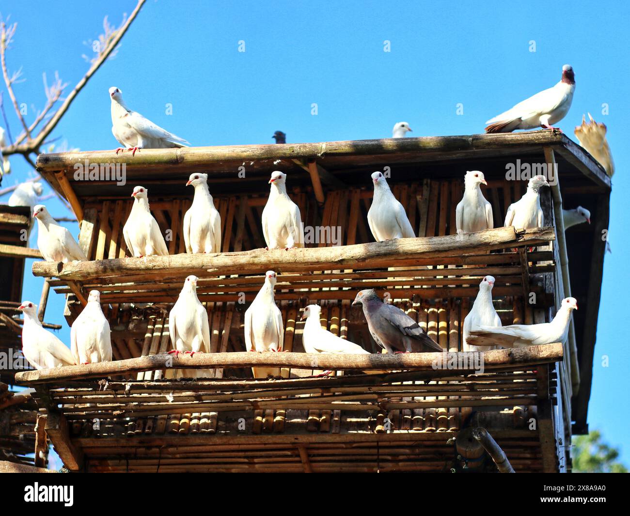 white pigeons gather in a cage on a tree in a natural park Stock Photo ...
