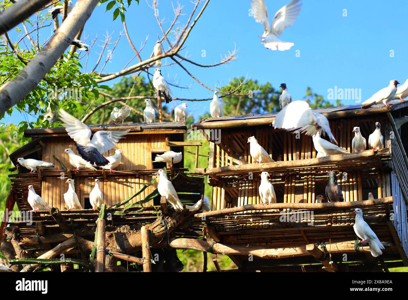 white pigeons gather in a cage on a tree in a natural park Stock Photo ...