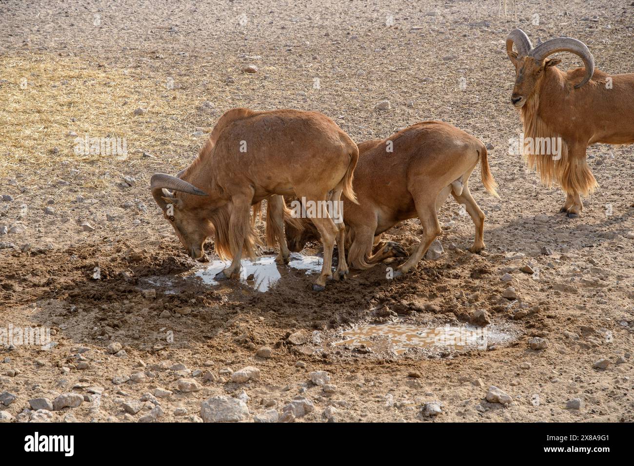A trio of Barbary sheep engage in their natural foraging behavior ...
