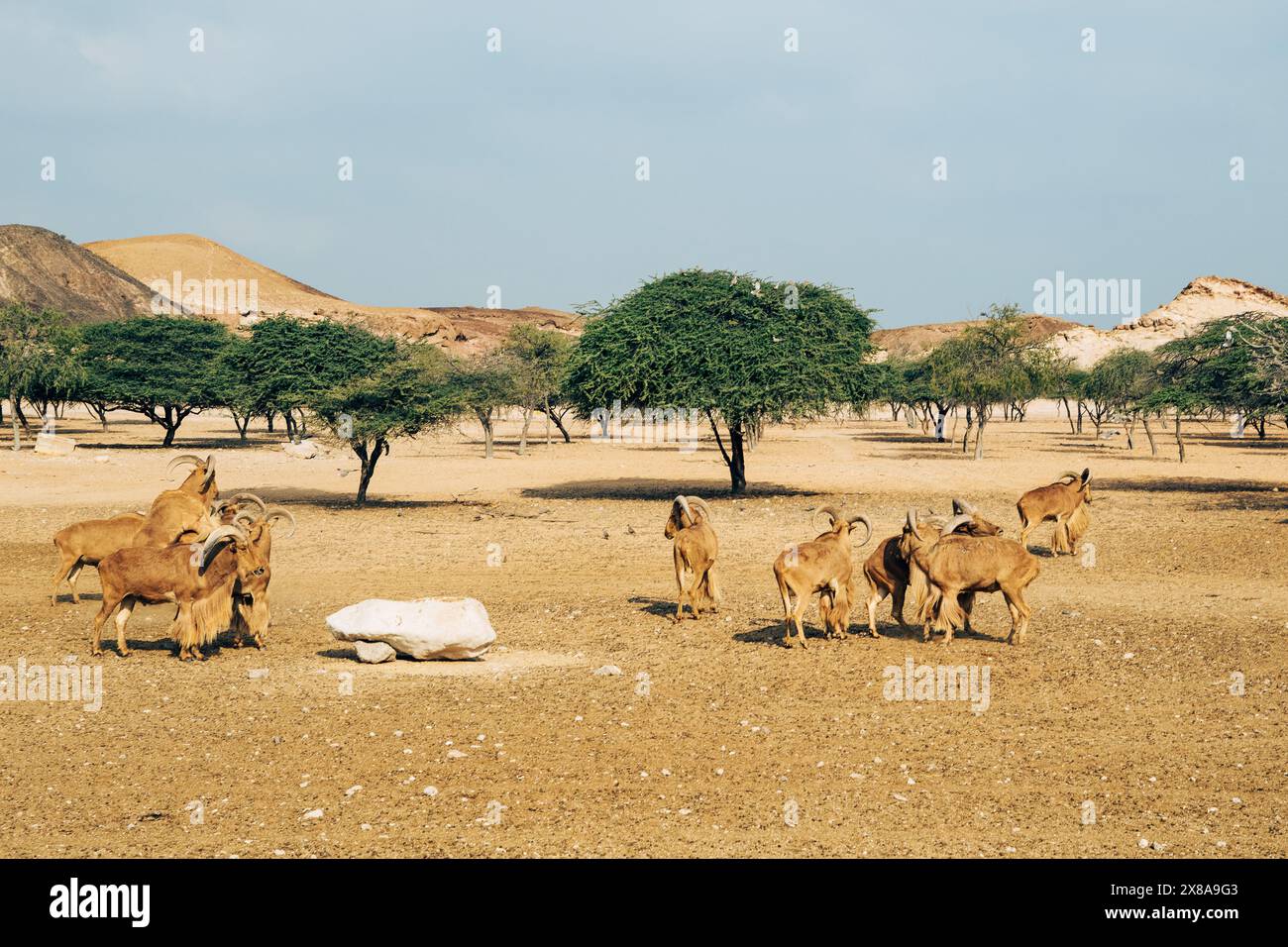 A herd of goats forages in the sparse vegetation of an arid landscape ...