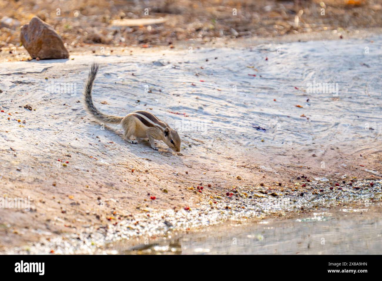 five-striped palm squirrel Stock Photo - Alamy