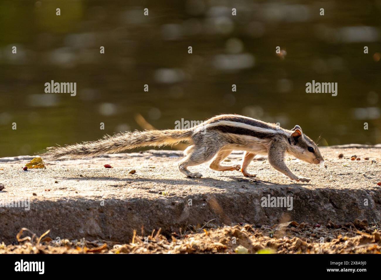 five-striped palm squirrel Stock Photo - Alamy