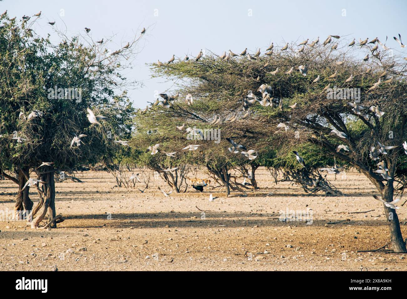 Amidst the arid landscape, life thrives as birds take sanctuary in ...