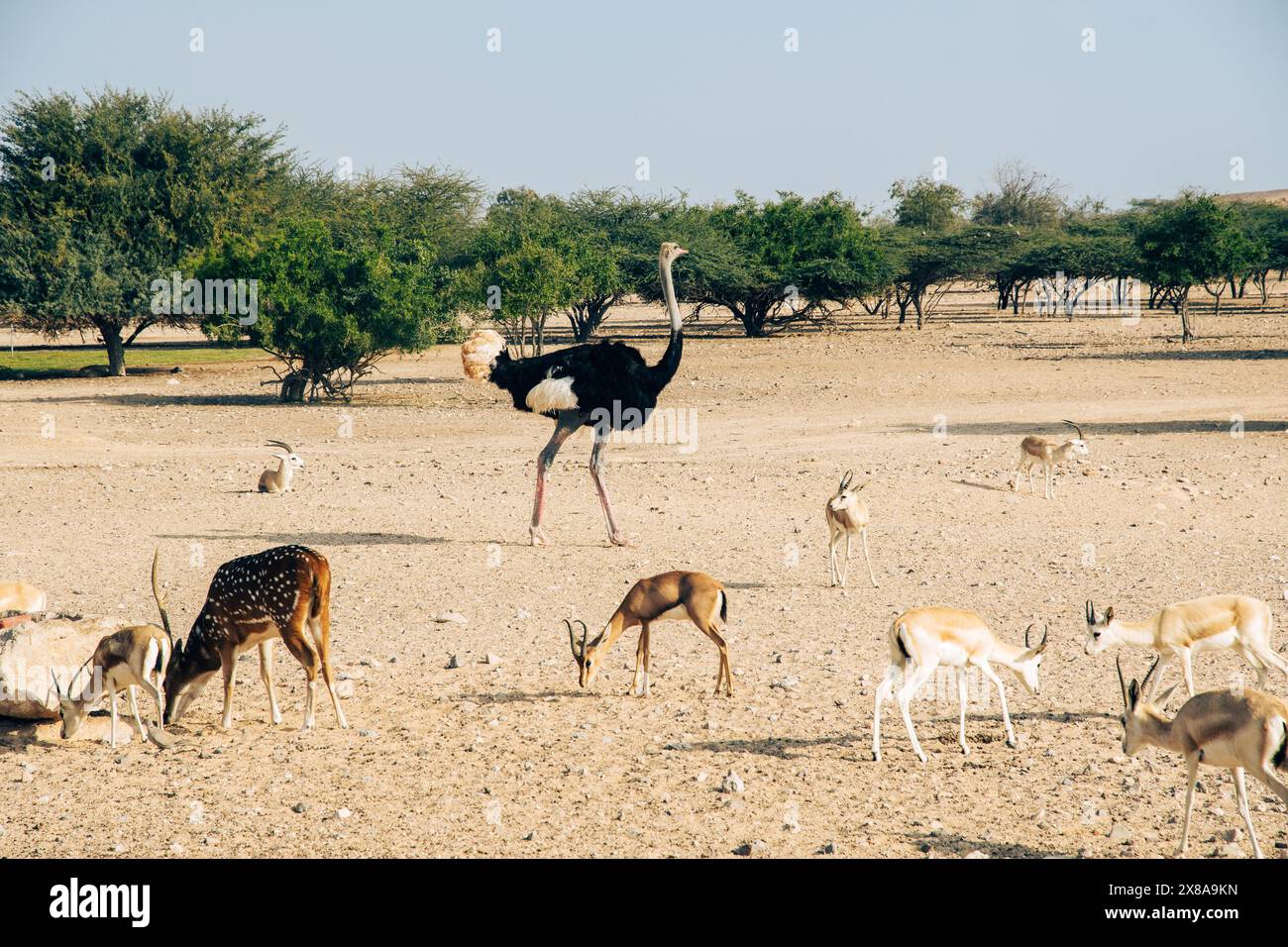 An ostrich stands tall amidst a peaceful group of gazelles in the arid ...