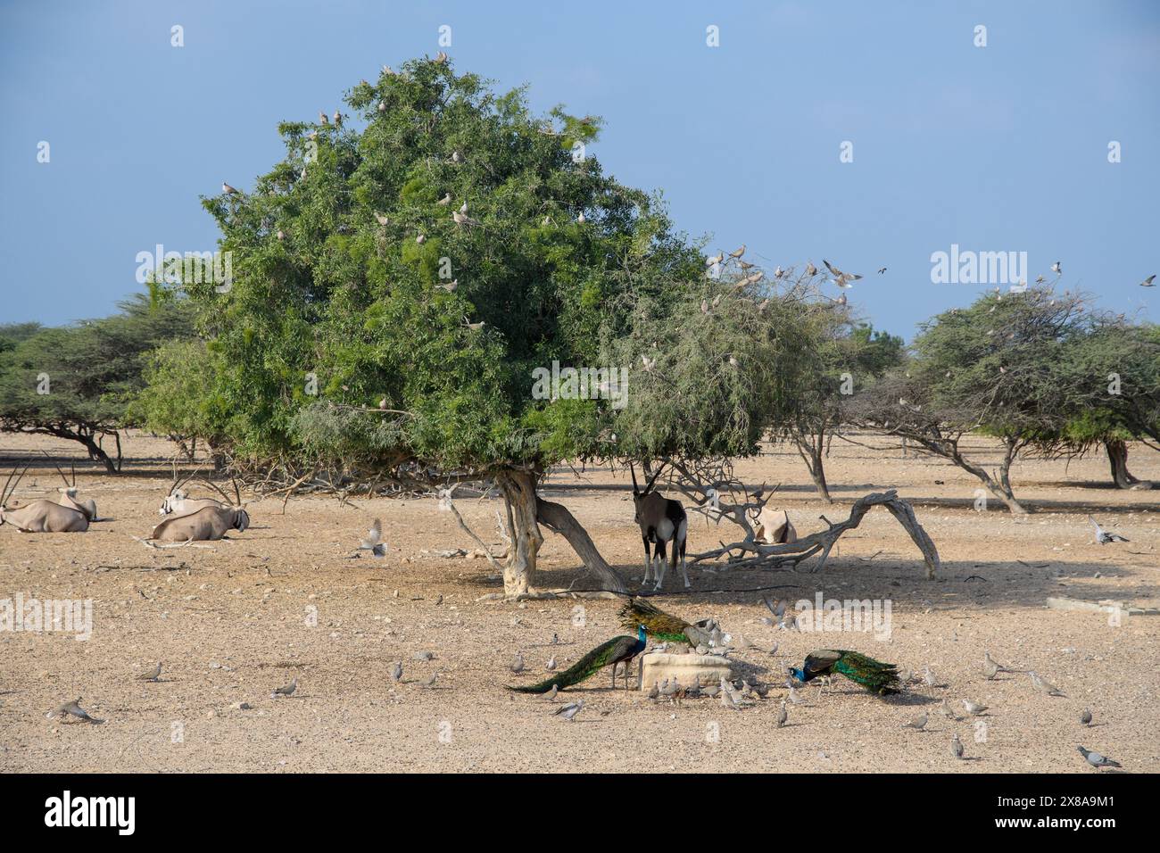 A serene snapshot capturing the coexistence of camels and peacocks in a ...