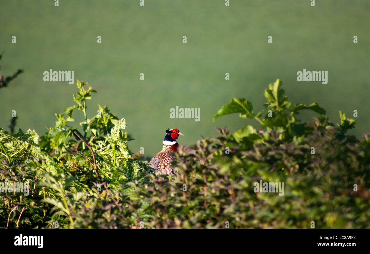 Pheasant on the Watch (Phasianus colchicus) Port Isaac Cornwall England ...