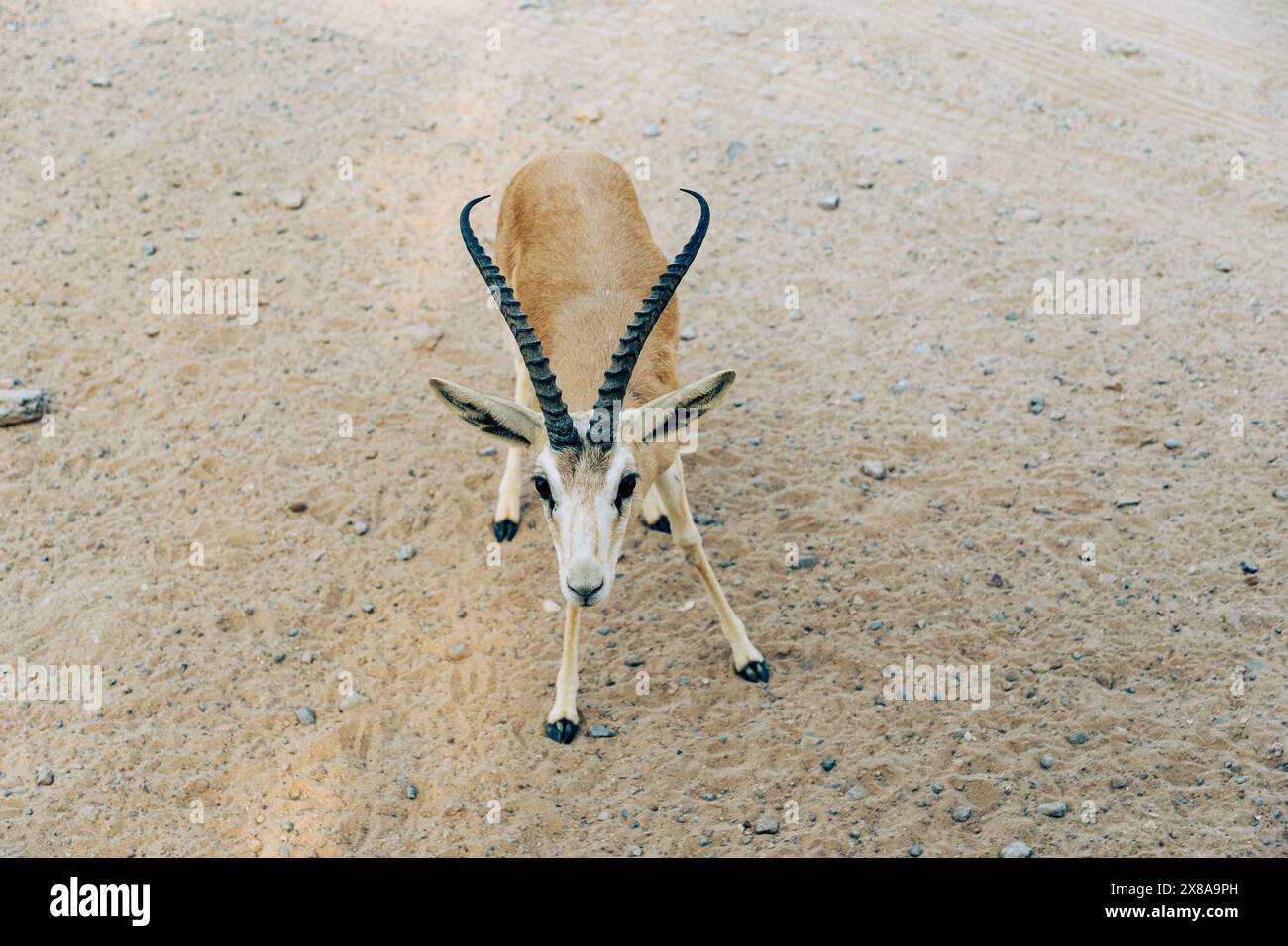 A lone antelope stands poised on gravel terrain, its vigilant eyes ...