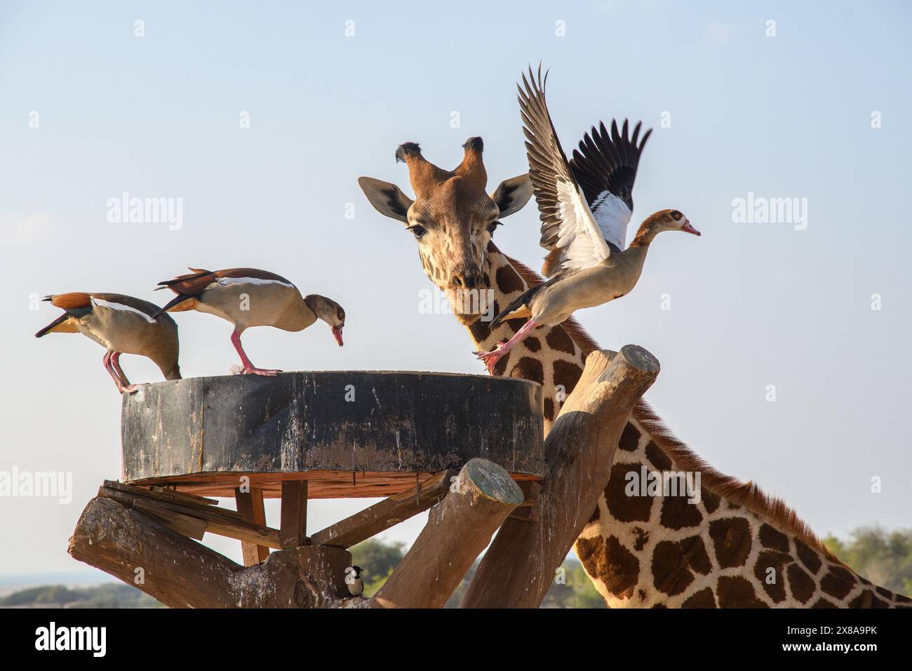 A serene moment as Egyptian geese share a watering platform with a ...