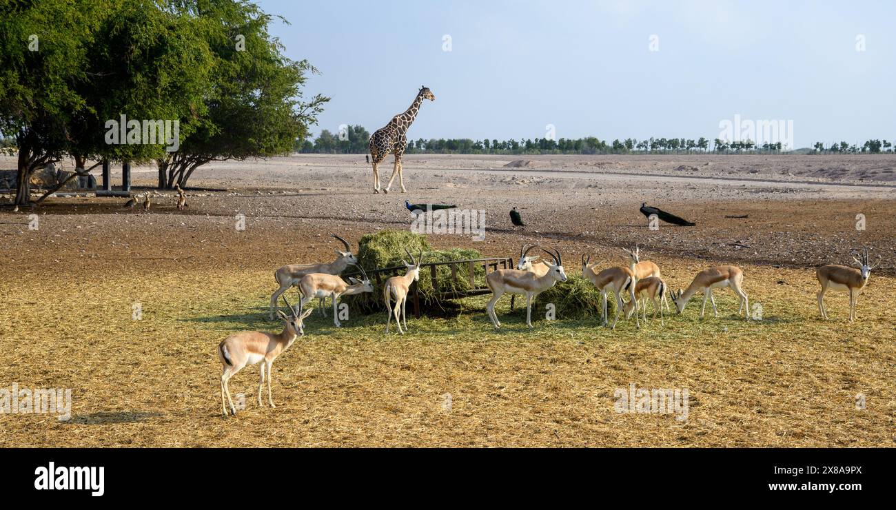 A serene snapshot of diverse wildlife congregating around a feeding ...